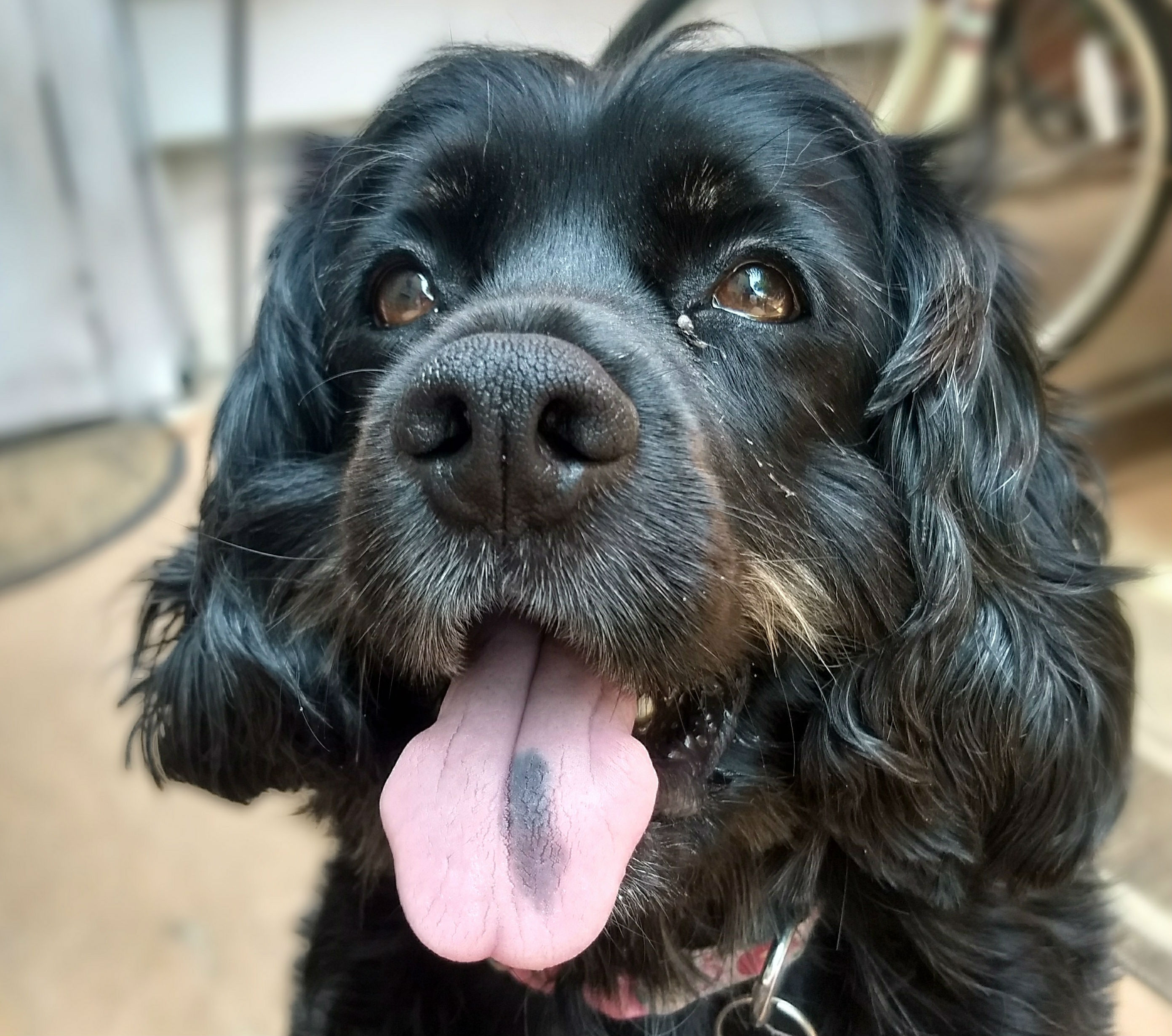 Featured Four Legged Friends